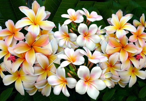Dok Champa Flower | All about Laos National Flower