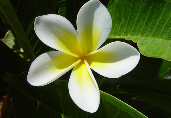 Dok Champa Flower | All about Laos National Flower