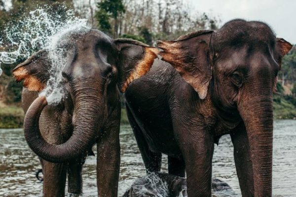 Why Is Elephant The National Animal of Laos? - Laos Tours