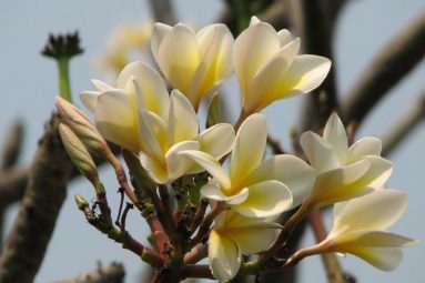 Dok Champa Flower | All about Laos National Flower