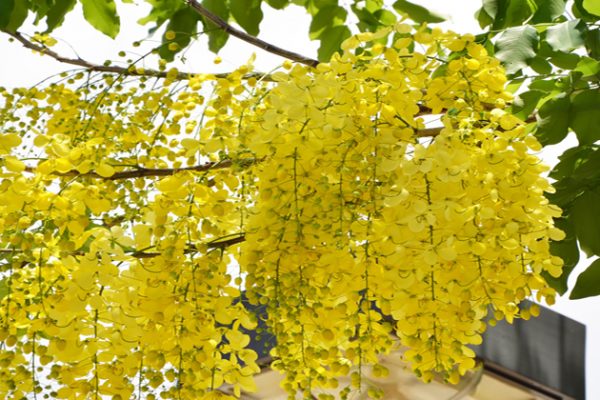 Khun Flower – the Symbol of Luck in Laos - Laos Tours