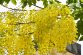 Khun Flower – the Symbol of Luck in Laos - Laos Tours