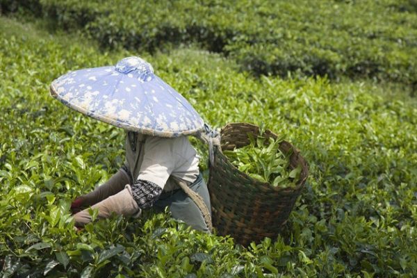 Laos Tea | Everything about Lao Tea Production