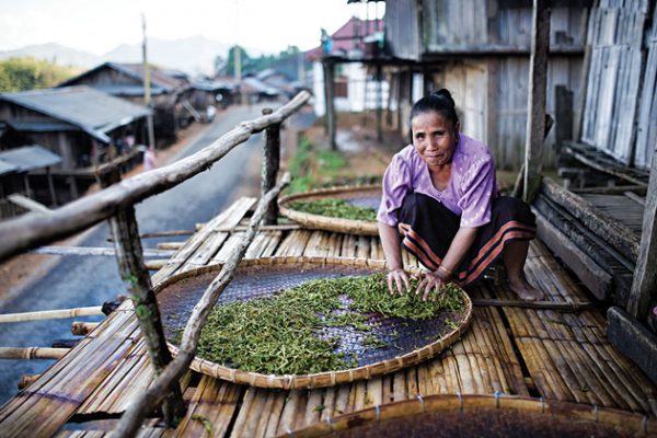 Laos Tea | Everything about Lao Tea Production