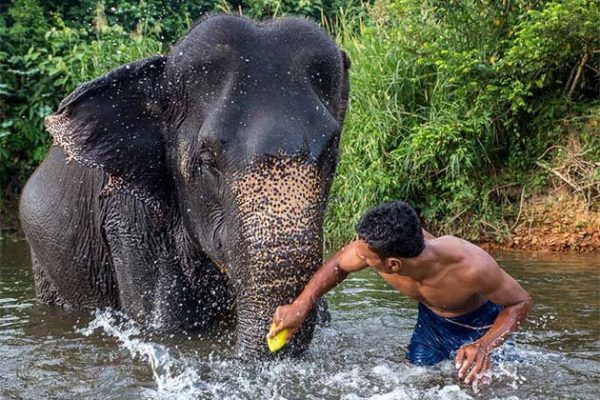 Elephant Village Sanctuary in Laos - Laos Tours
