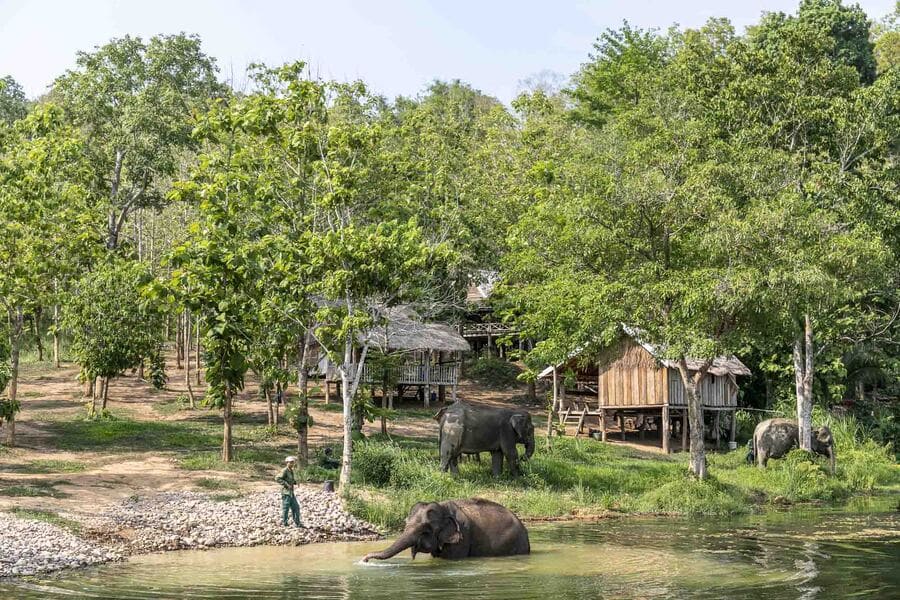 Elephant Conservation Center - A Sanctuary For Elephants in Xayaboury ...